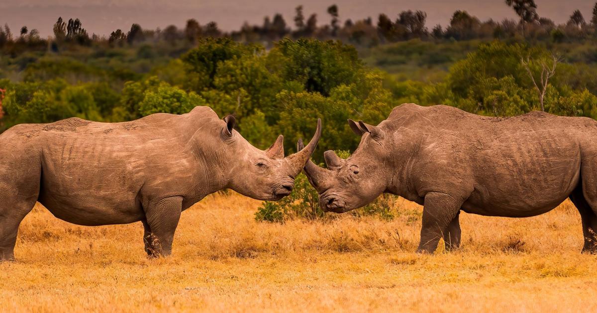 Kenian safari ylängöltä savannille | Olympia Kaukomatkat